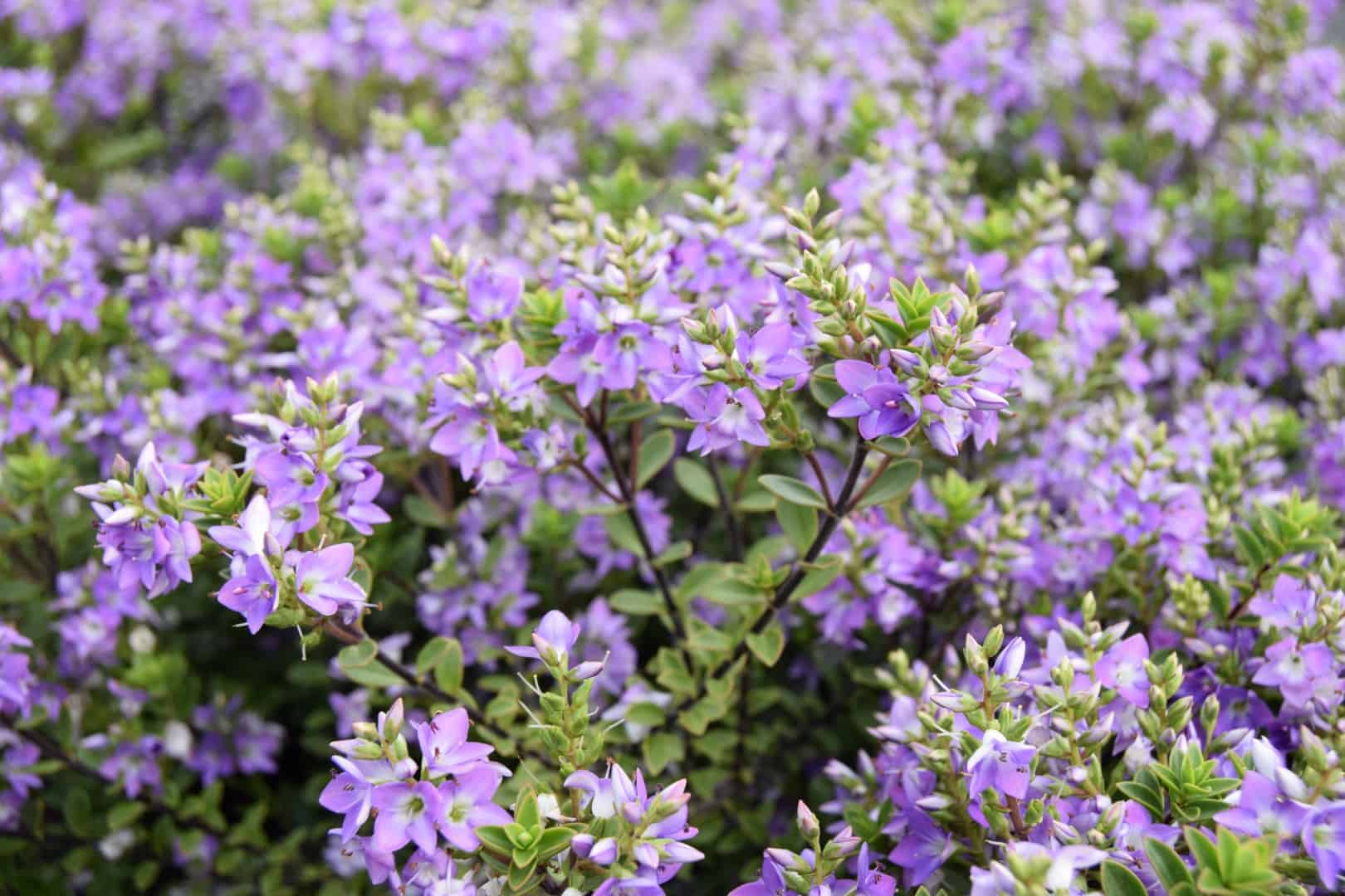 Hebe 'Youngii' | Palmstead